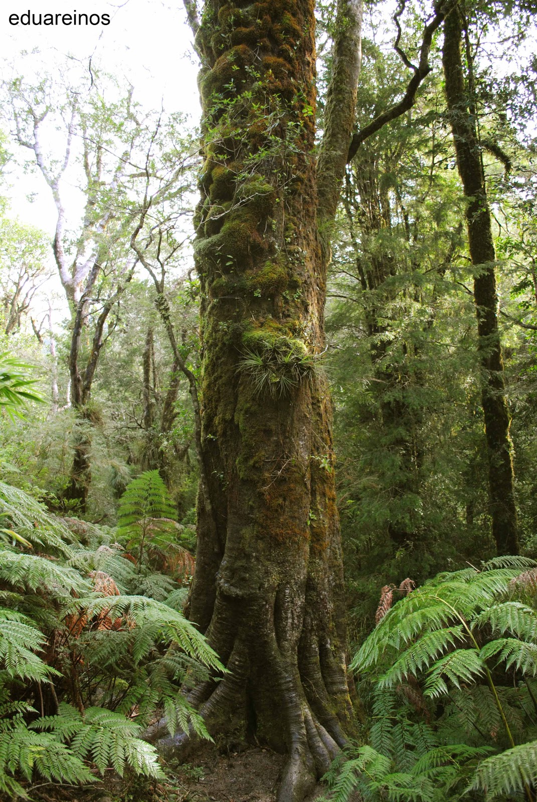 Ojos de Concepción: Selva Valdiviana, Parque Oncol - Valdivia