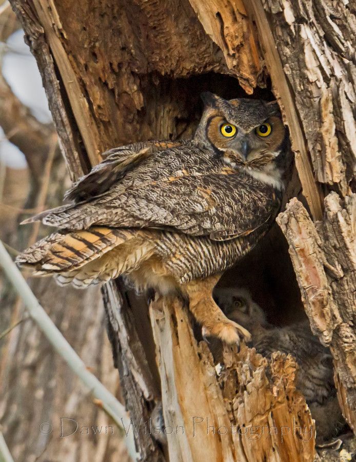 Content in a Cottage: Instagram Posts and An Owl Parent