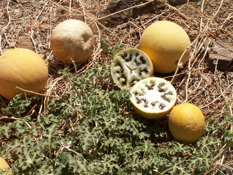 Kako je lubenica postala slatka? - Nauka govori