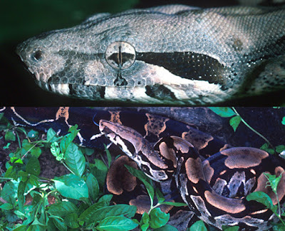 The Herpetology of Trinidad and Tobago: Macajuel, Boa constrictor ...