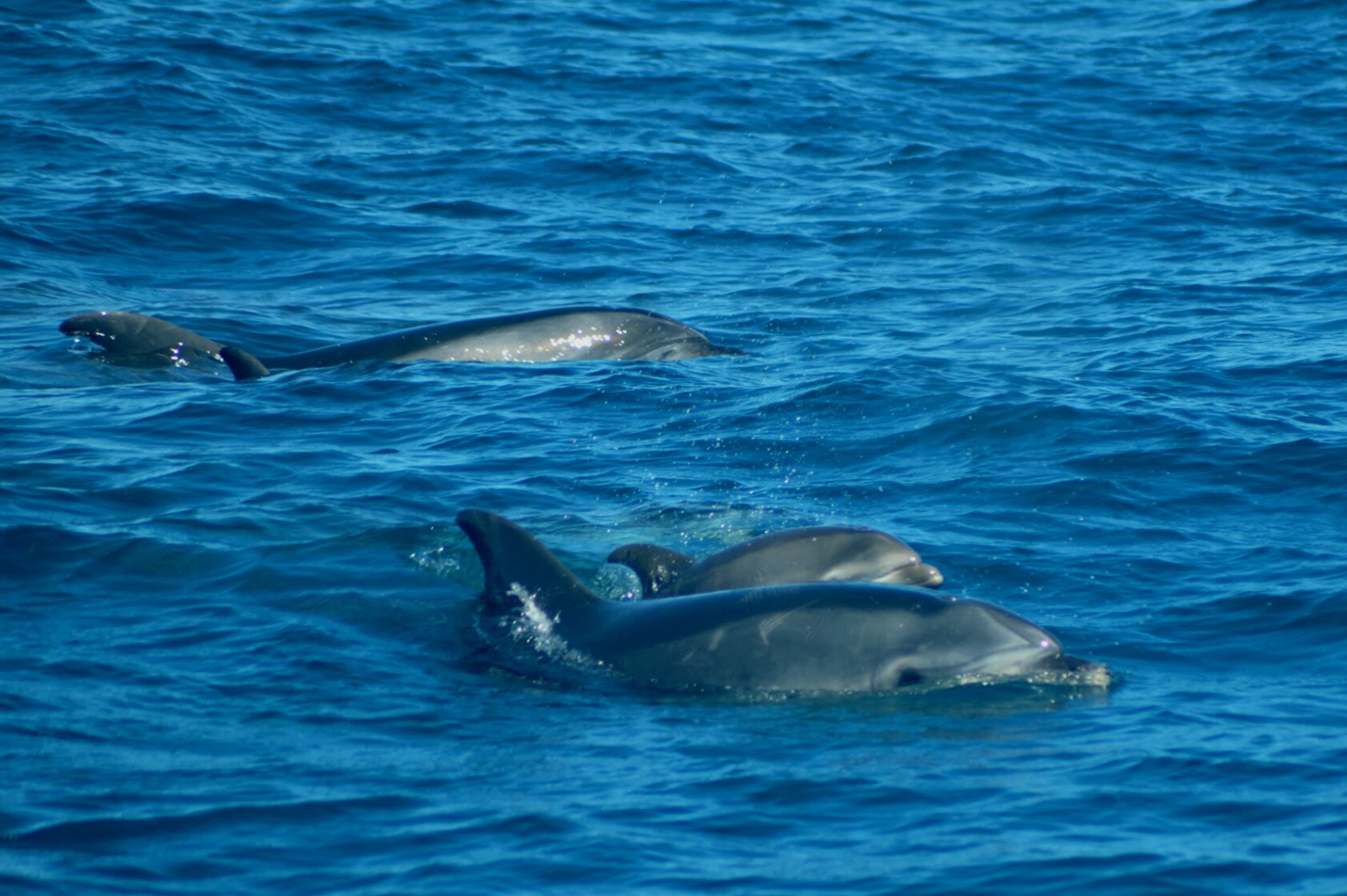 making footprints...: Pilot whale, Oceanic bottlenose dolphin and Orca...