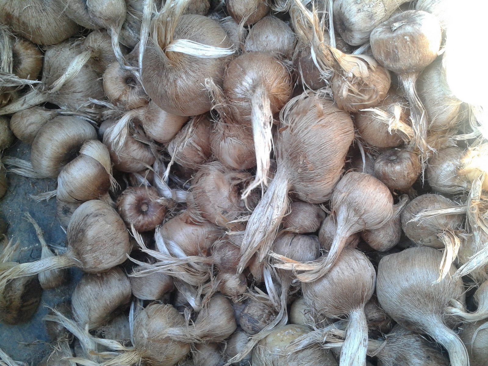 Bulbos de la Flor de Azafrán - LA NATURALEZA EN FOTOGRAFIAS. FOTOGRAFIE ...