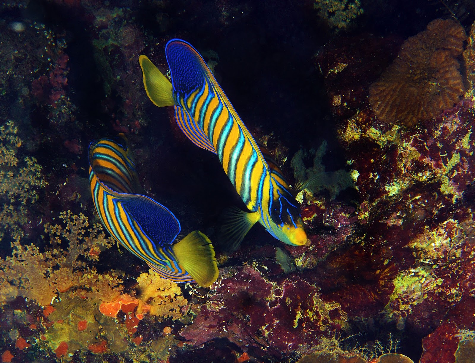 Sponge Blog: BULA! A FIRST VISIT TO FIJI