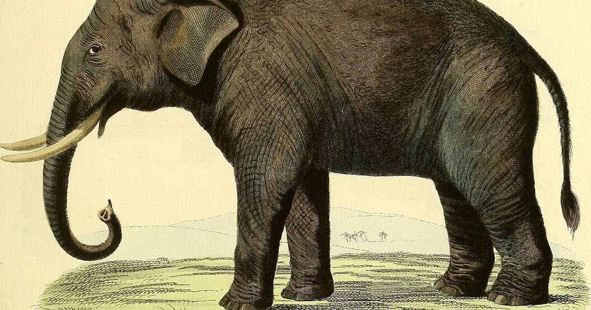 Data Deluge: How to fit an elephant (1953)