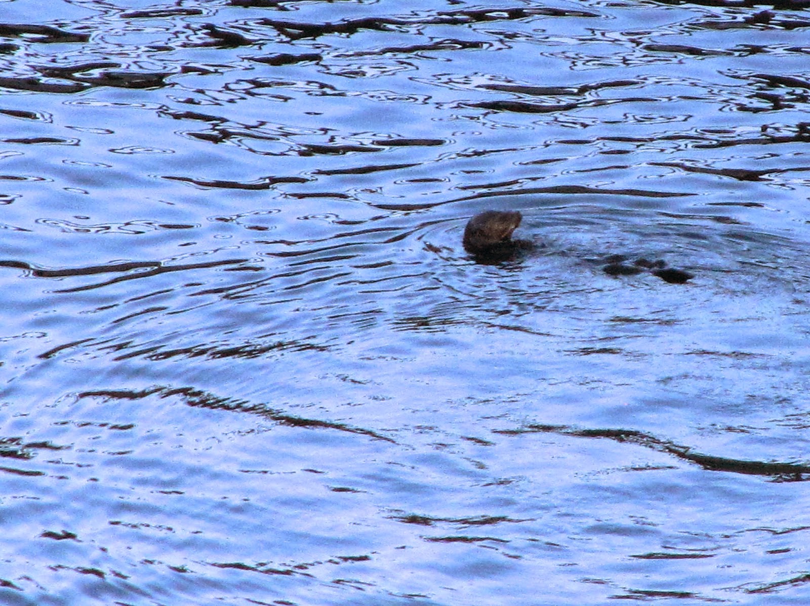 Life on the BC Lights: Sunshine and Sea Otters