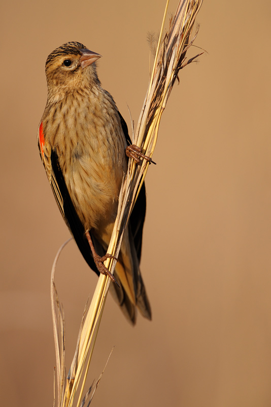 Eric Landsberg Wildlife Photography: Long-tailed Widowbird