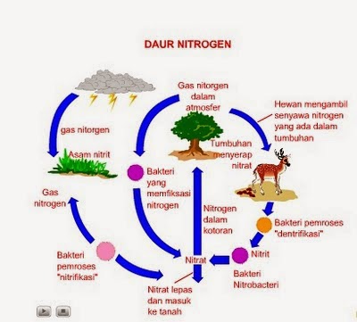 Dasar Dasar Ekologi : Siklus Nitrogen