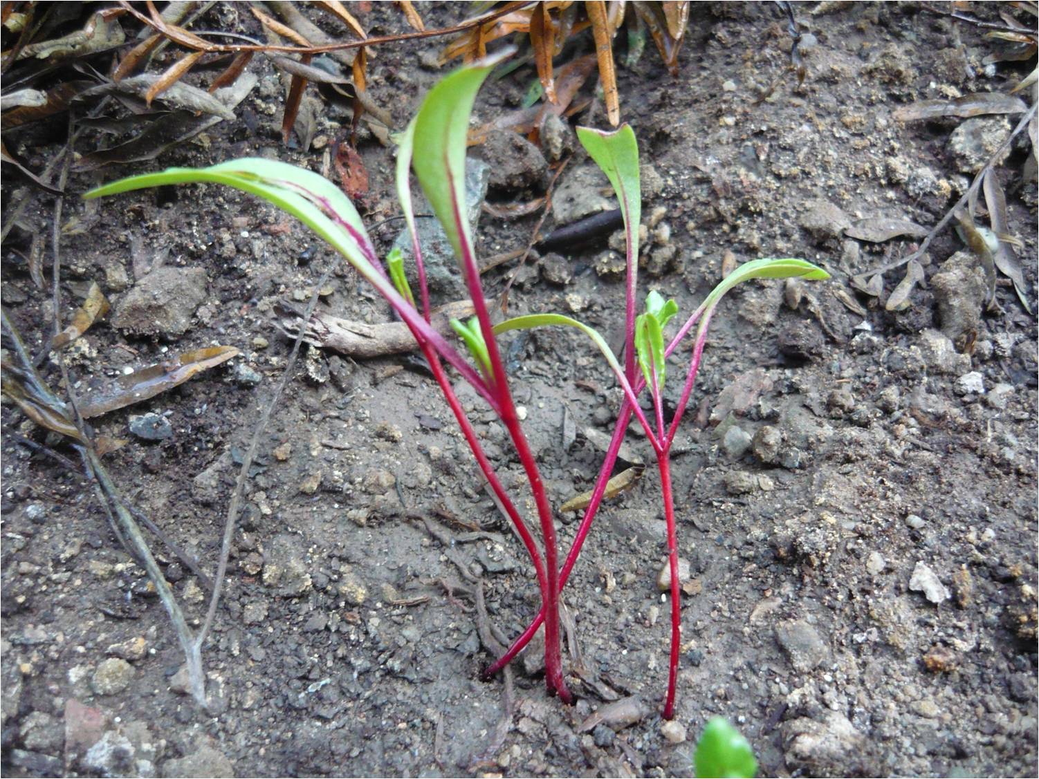 ALTERNATIVA ECOLÓGICA: CULTIVO DE BETARRAGA