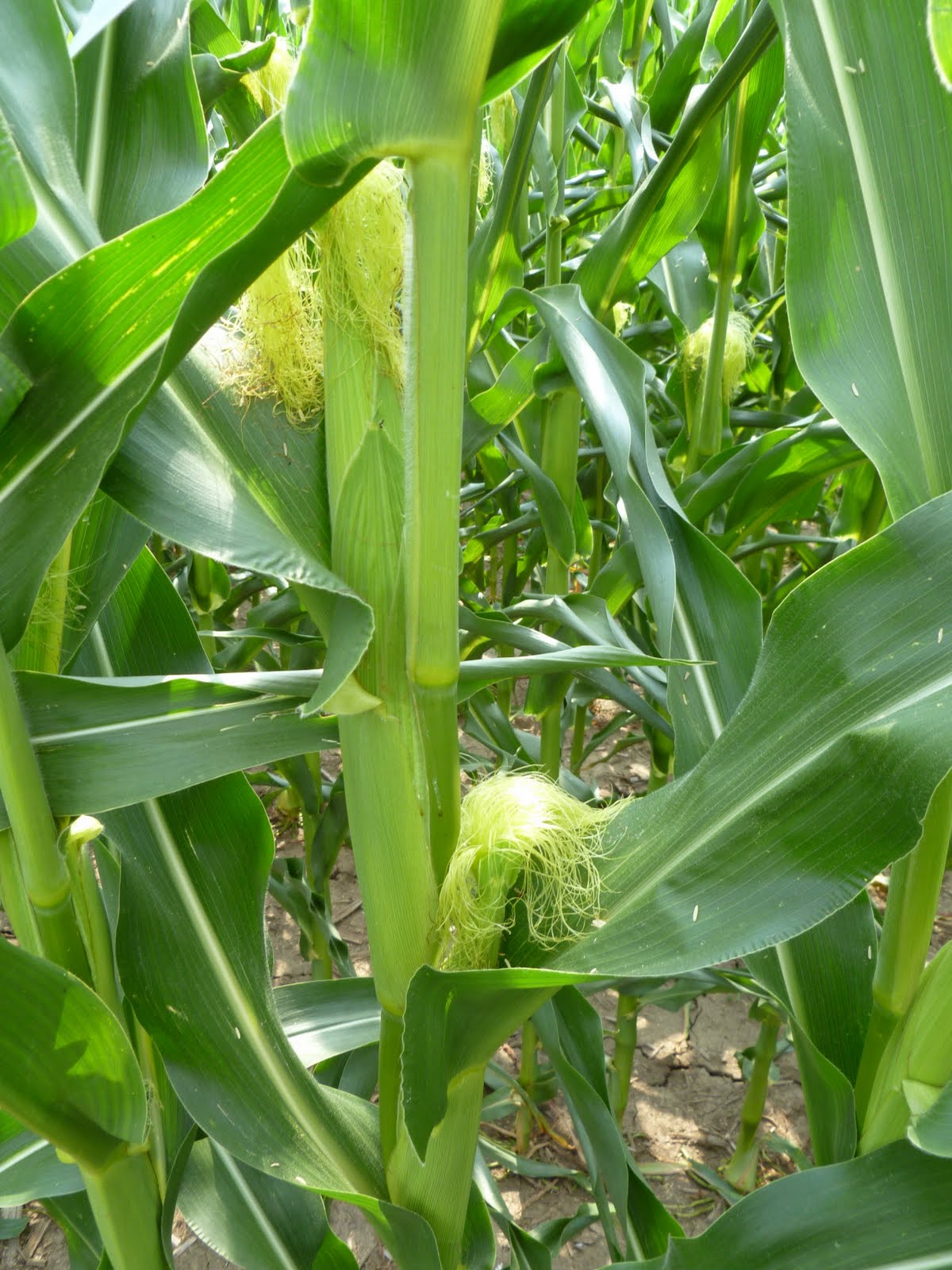 Three Things Very Dull Indeed: Corn in the backyard 2011, weeks 9 & 10