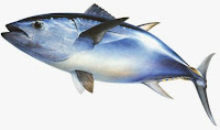 Amilton e Diego - Dicas De Pesca: Atum / Albacore Tunas (Thunnus albacares)
