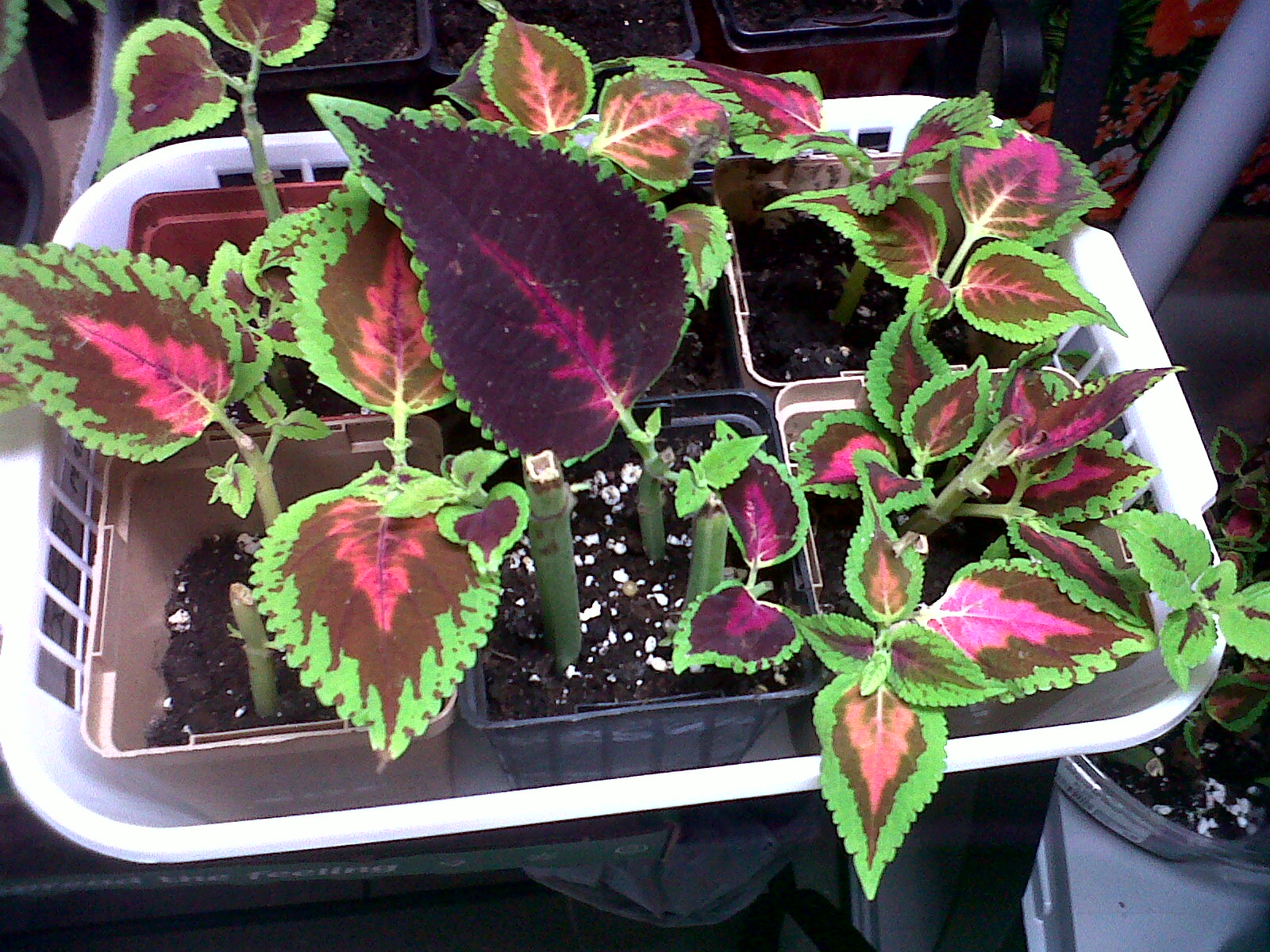 Live, Love, Climb!: Coleus List, Coleus Identification (Painted Nettle ...