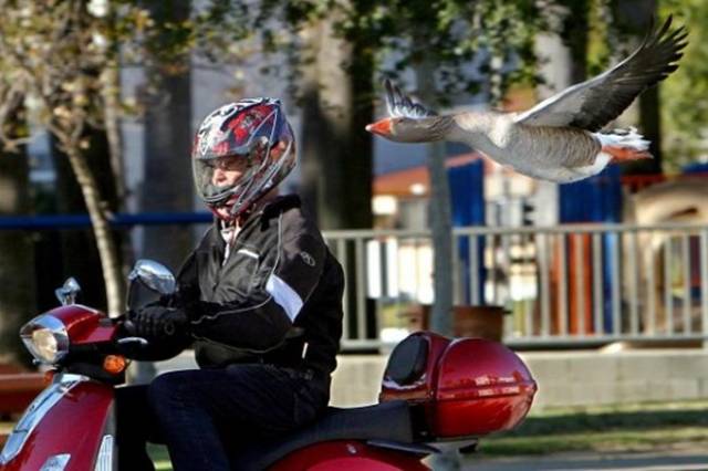 Get FuN Here: A Match of Man and Goose