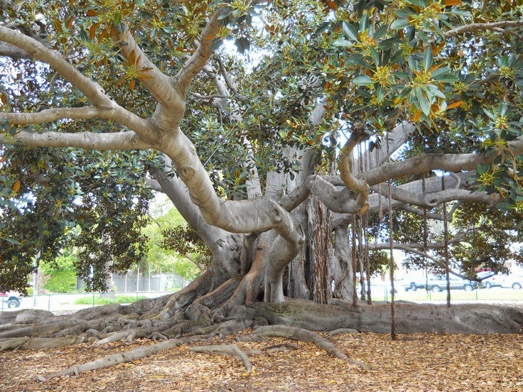 Balboa Park Trees San Diego | National Park