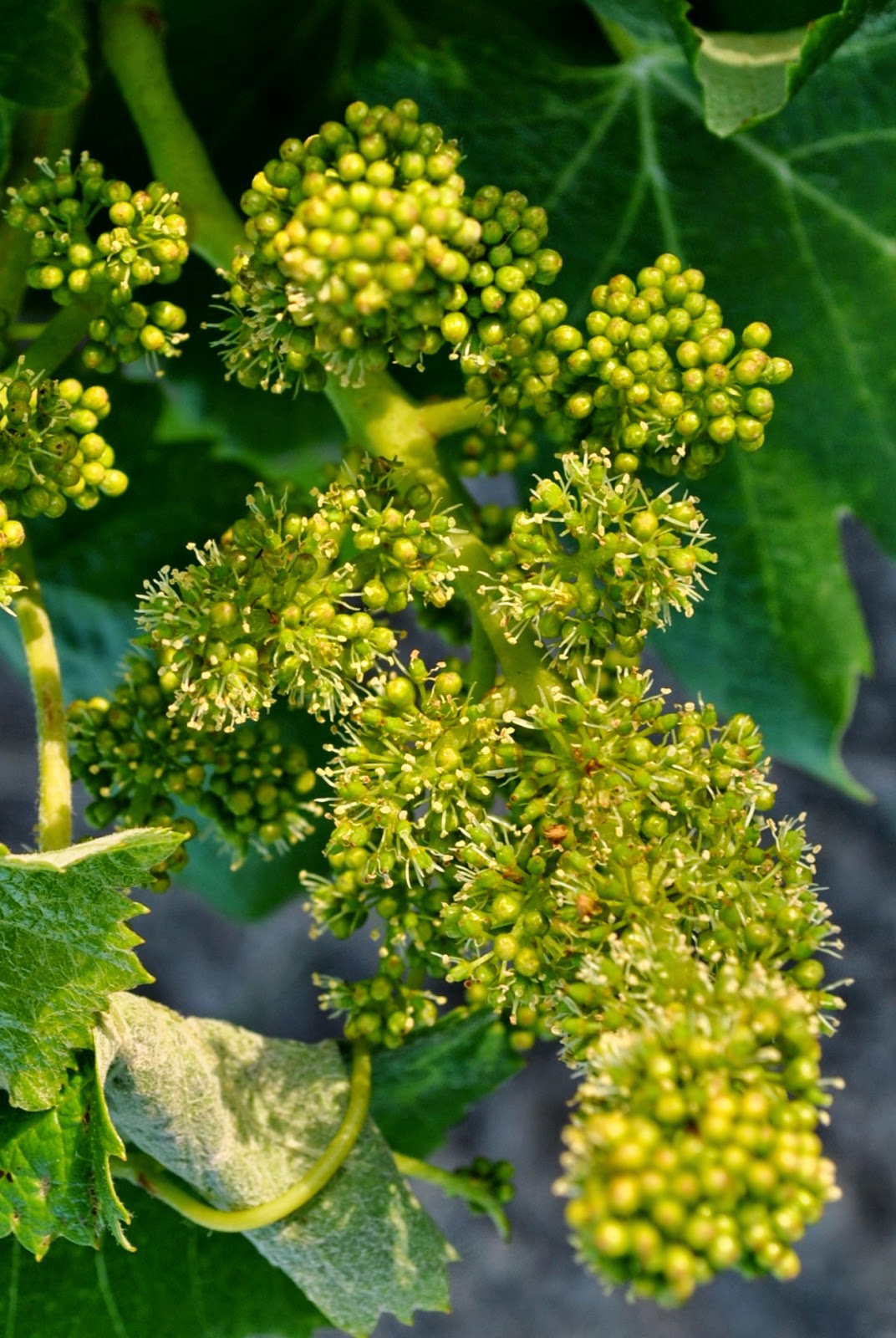 La fioritura nel vigneto