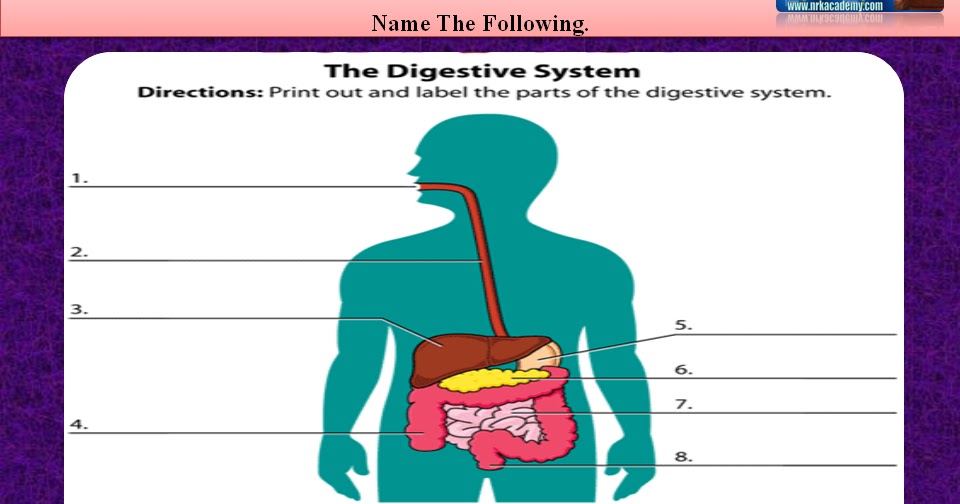 SONU ACADEMY: HUMAN DIGESTIVE SYSTEM- ACTIVITIES