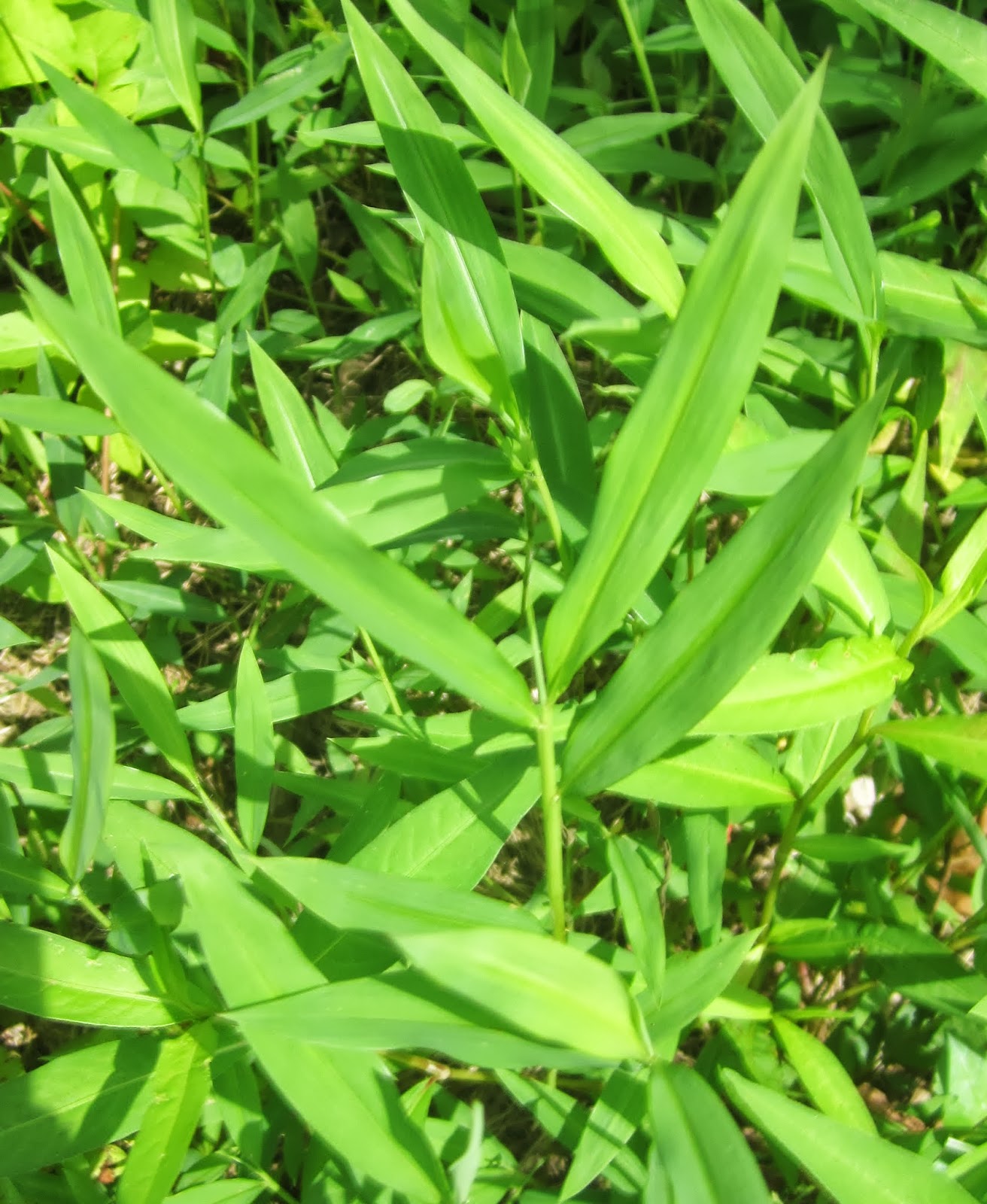 Princeton Nature Notes: Distinguishing Carpgrass from Stiltgrass