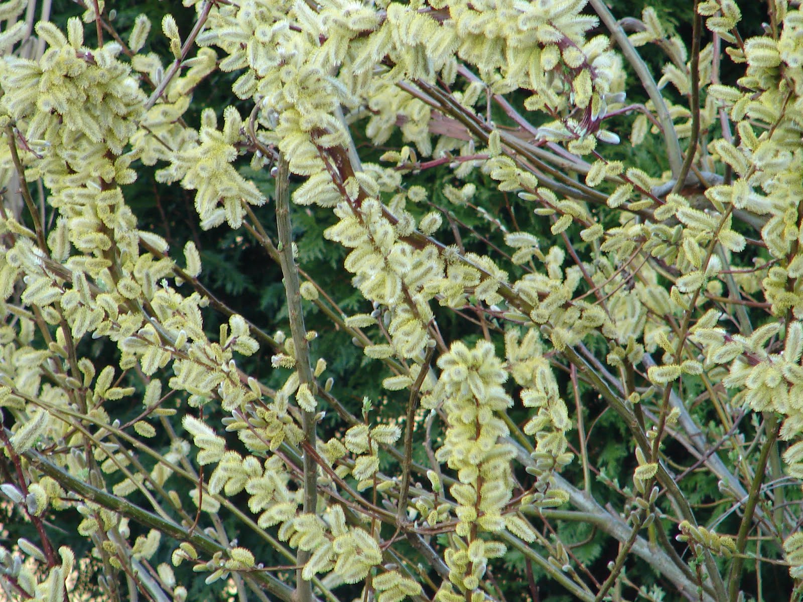 One Love Farm: Japanese Fantail Pussy Willow