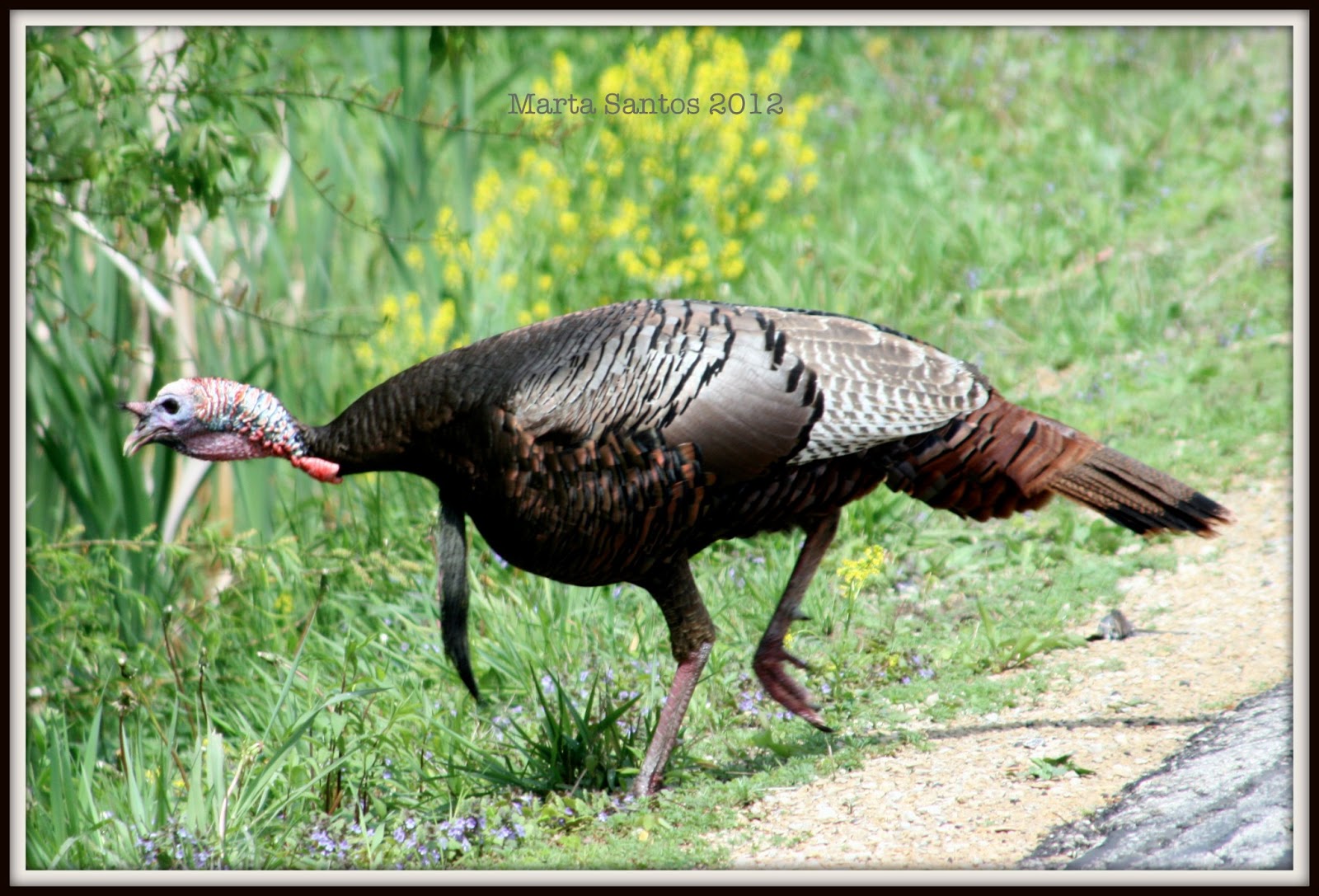 Animalia zoom: Peru selvagem (macho)- Wild Turkey (male) (Meleagris ...