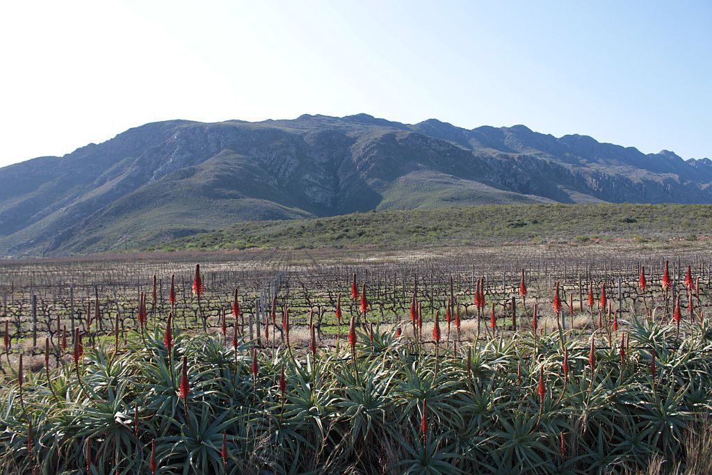 Towerwater Aan De Breede: Ode vir ‘n Rooi Aalwyn
