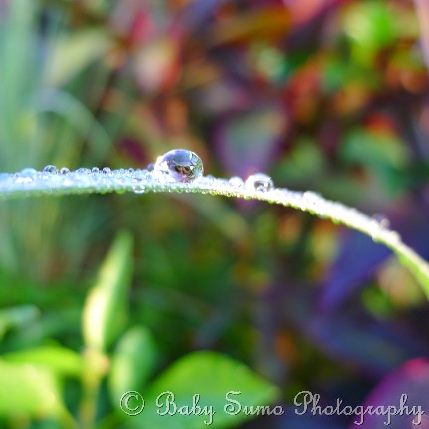 Baby Sumo Photography: Raindrops - KL, Malaysia
