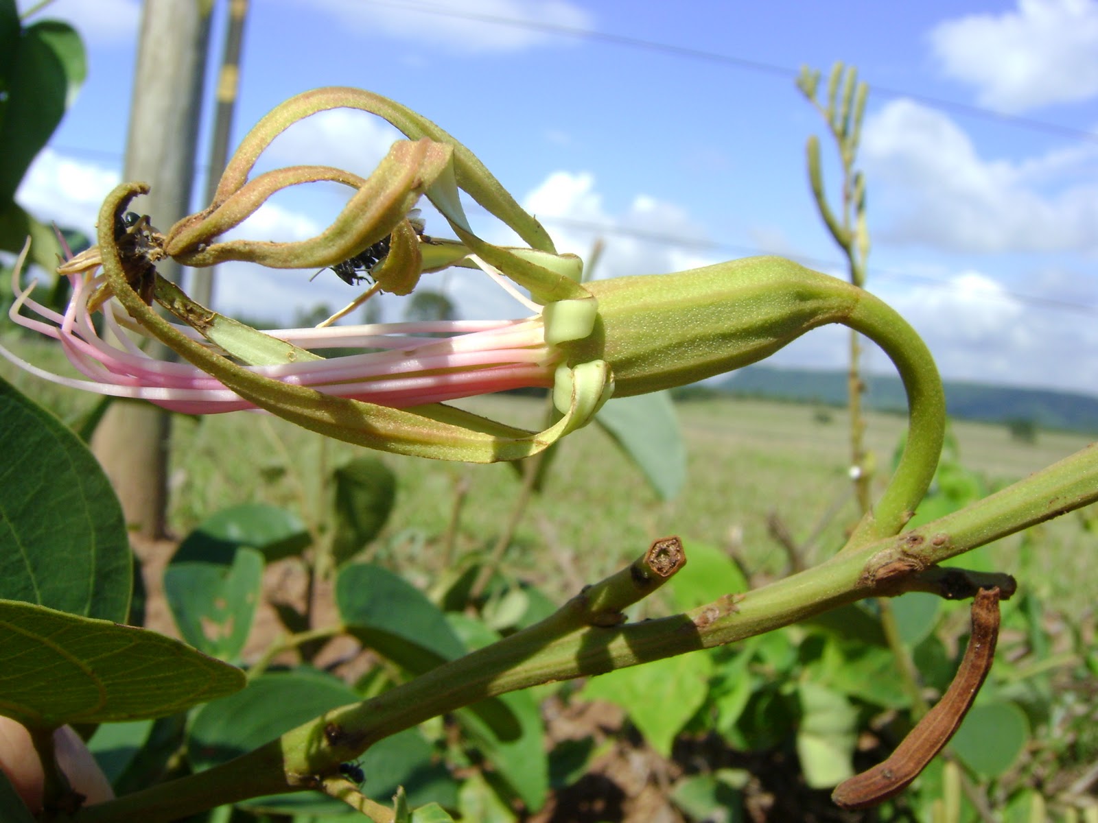 Fabaceae - Leguminosae no Brasil: Fabaceae - Bauhinia rufa (Bong.) Steud.