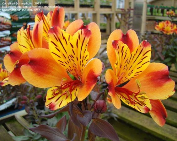 PLAAN : Lirio de los Incas - Alstroemeria aurantiaca la Flor Maravillosa