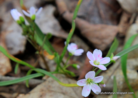Spring Popping Up in Pennsylvania | LOST TRAVELER