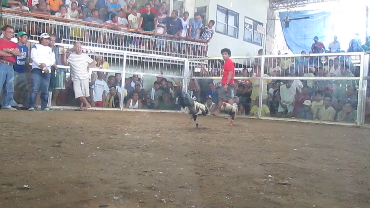 Sabong Pilipinas Fights - Tubigon Cockpit Arena, Bohol Fight # 4 ...