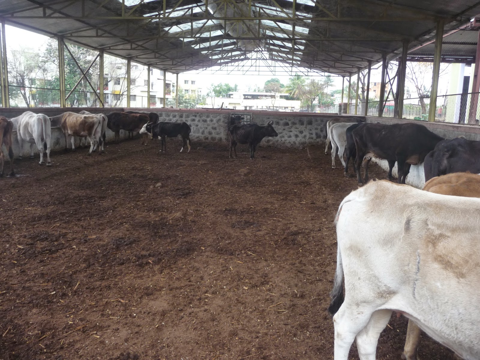 Goshala near Wai | The journey of a thousand miles begins with one step