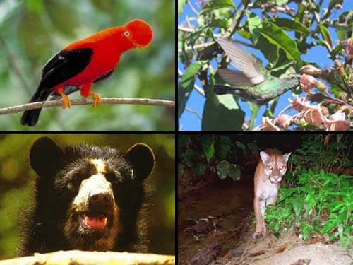 Animales de la selva del Perú con sus nombres - Imagui