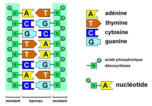 RADIOBIOLOGIE - Cours collaboratif: Mode d’action des rayonnements ionisants (R.I).