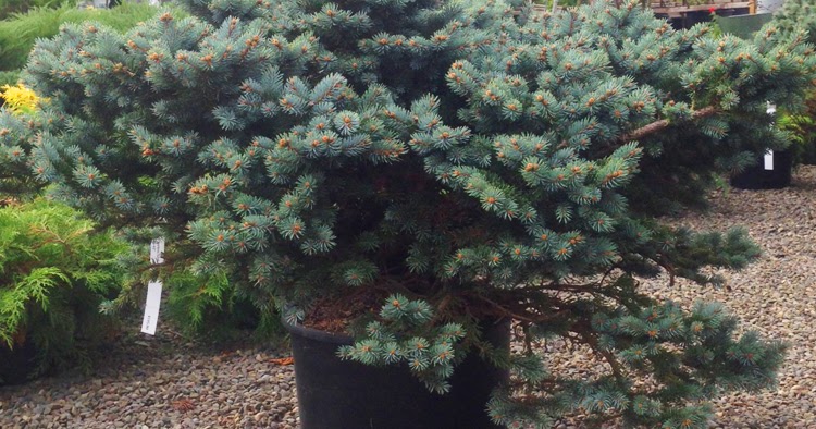 W & W Nursery & Landscaping: About Globe Blue Spruce