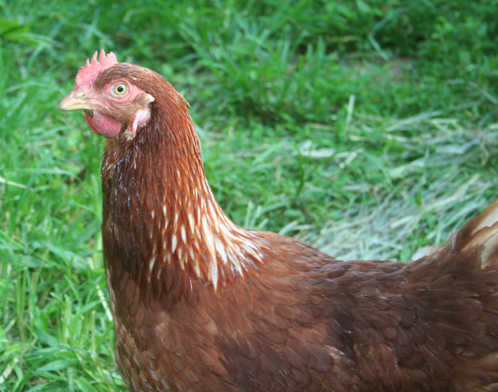 the natural chicken: ancona x red layer at 19 weeks