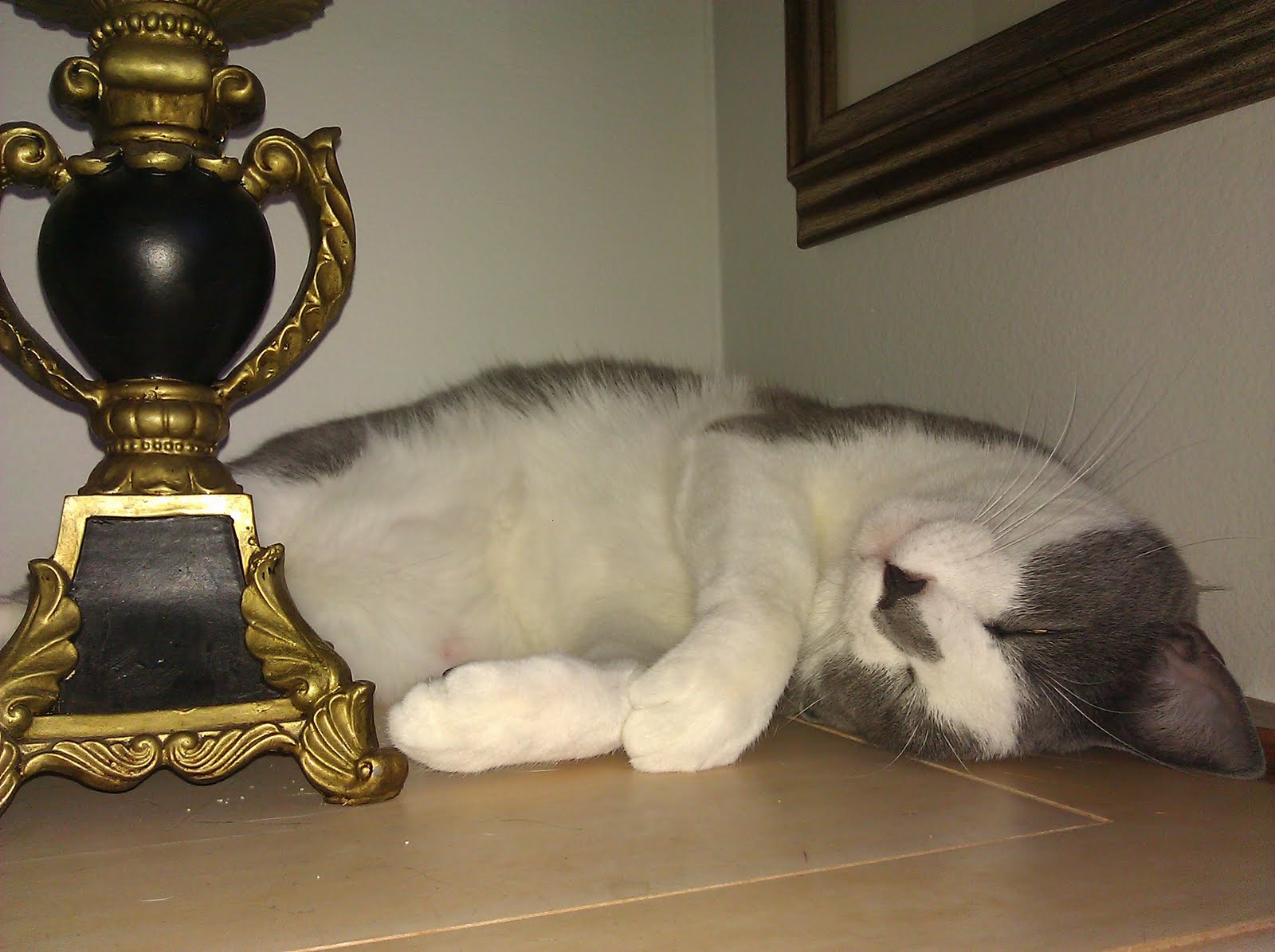 Royal Ruskies: It has rained every day this week! Purrrrfect for a good ...