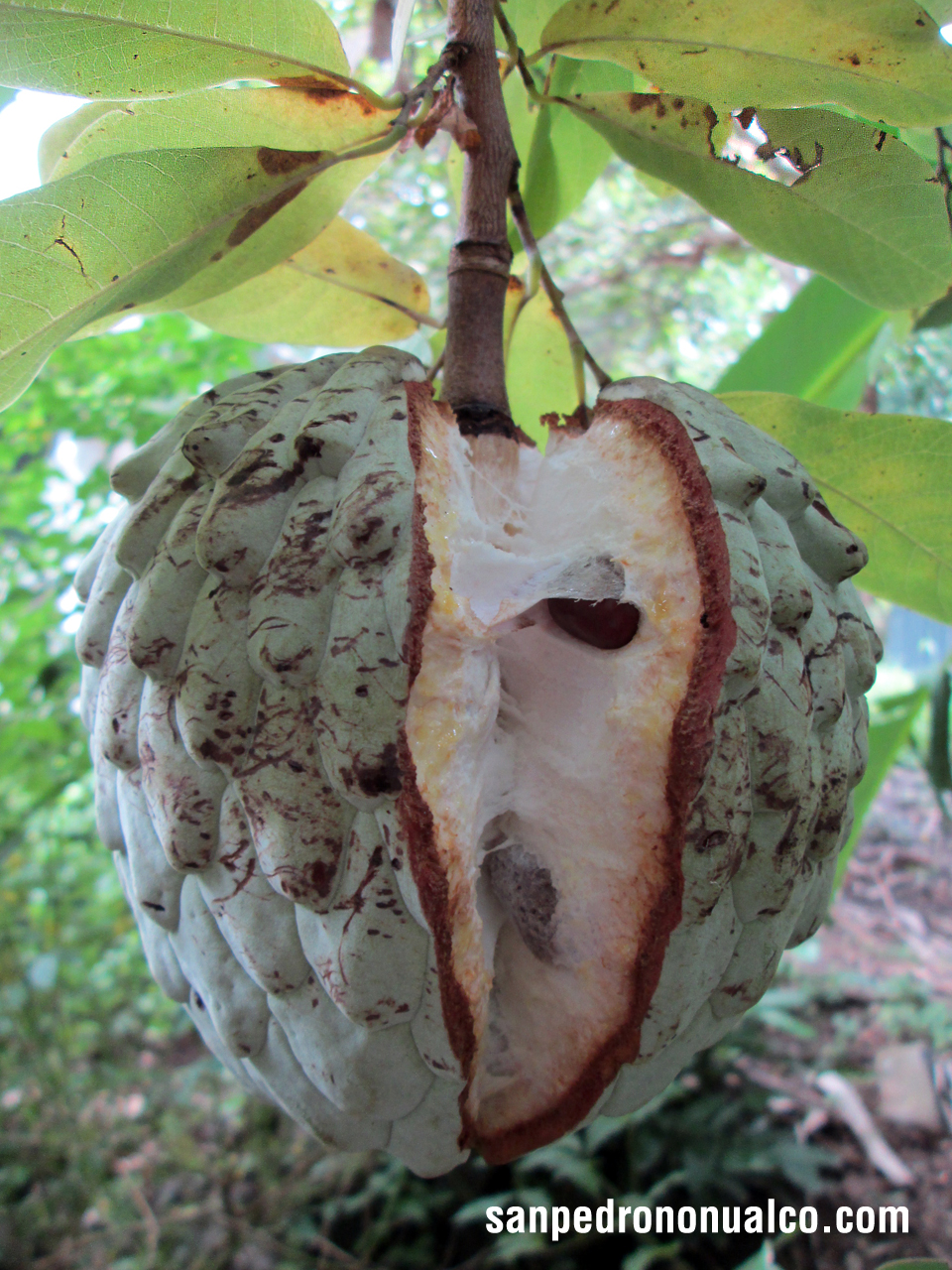 San Pedro Nonualco - Sitio web oficial de los sampedranos: La anona