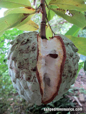 San Pedro Nonualco - Sitio web oficial de los sampedranos: La anona