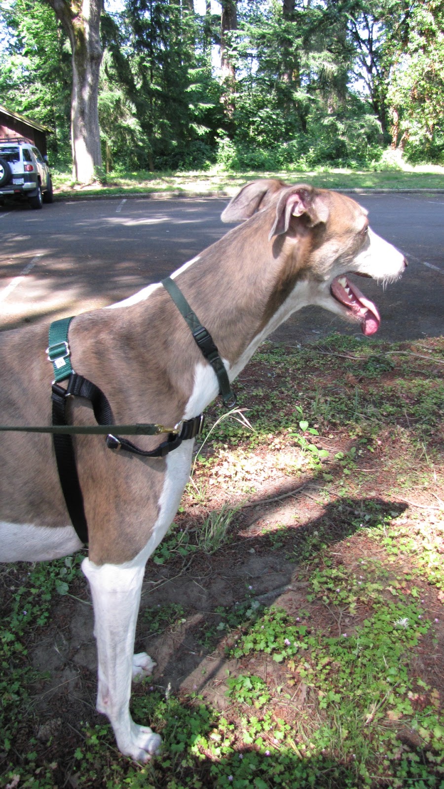 Aragon Greyhounds: Front Clip