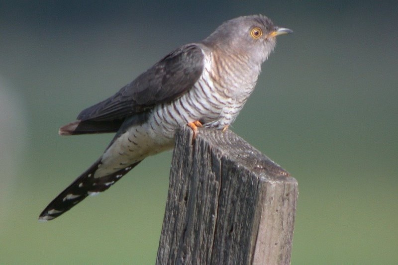 Descobreix els ocells