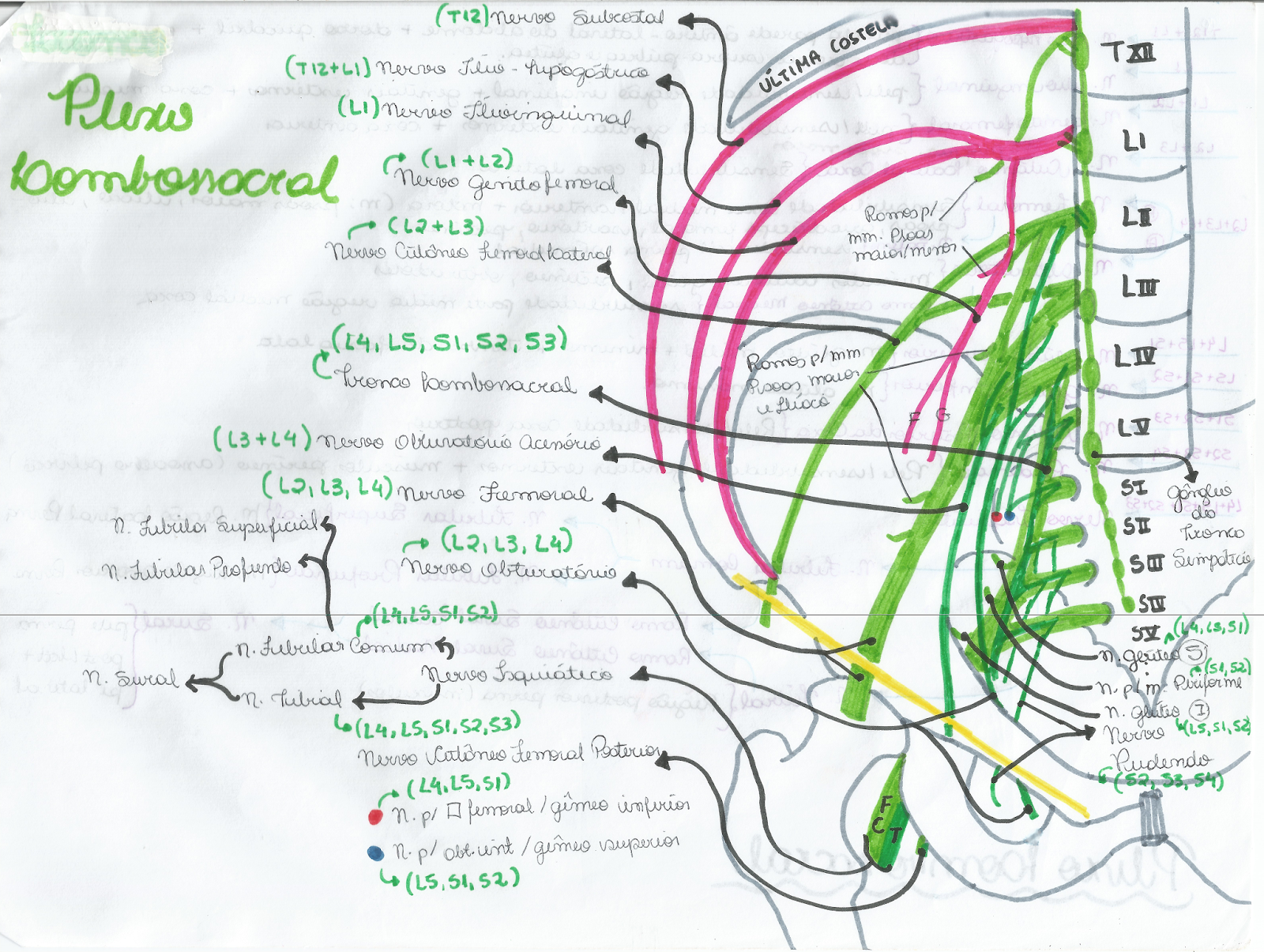 Rabiscos Infundados: Plexo Lombossacral - 2