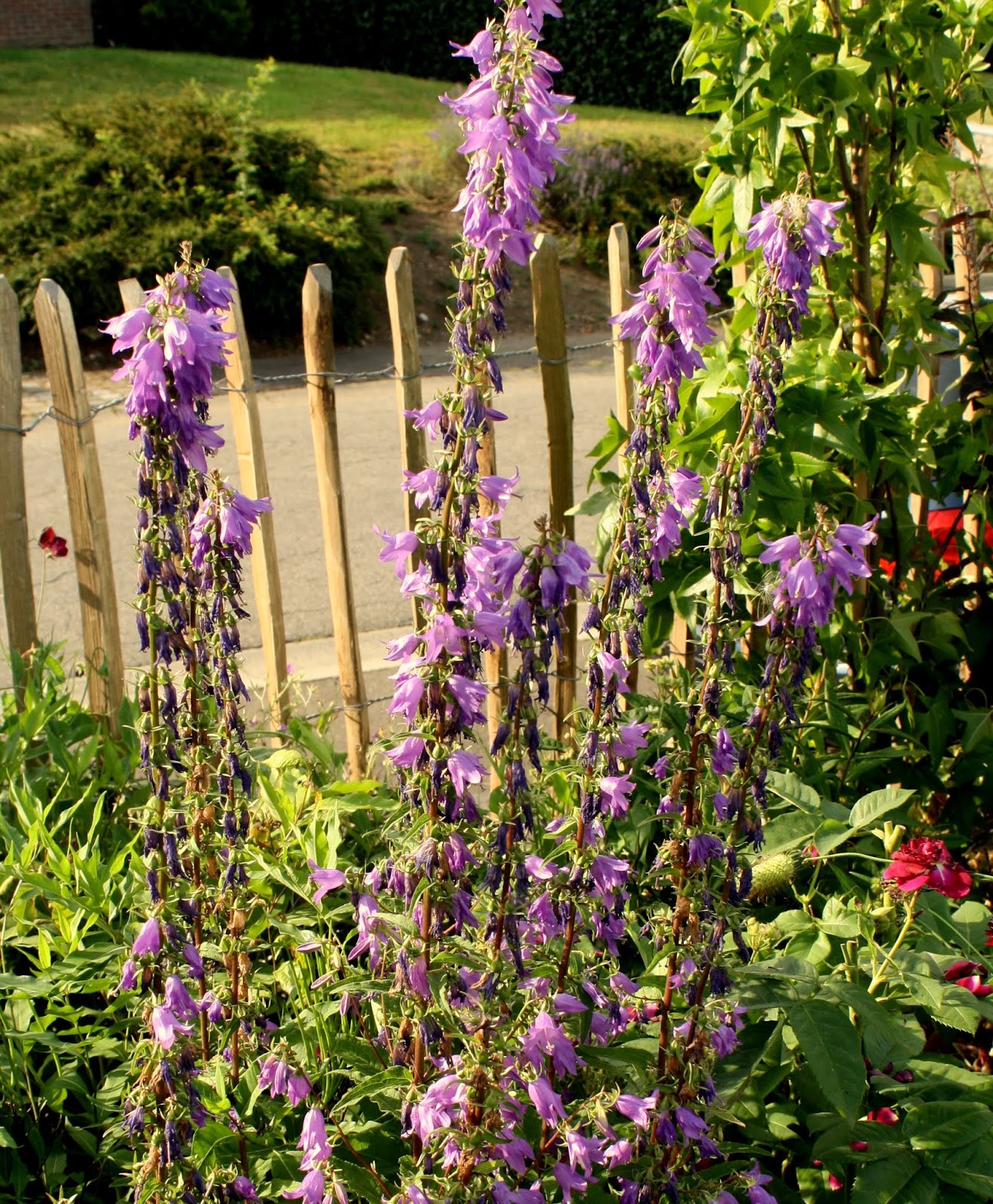 Jardin à Welekete: Adenophora Khasiana