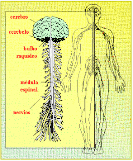 FISIOLOGIA HUMANA: REGULACION DE LAS FUNCIONES CORPORALES Y LA REPRODUCCION