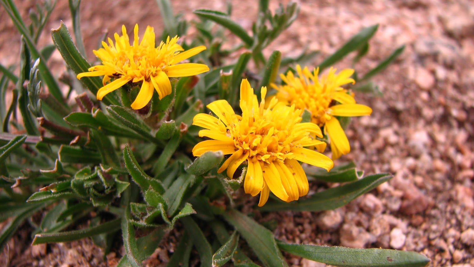 What's Growing in Colorado : Aster? I hardly know 'er!
