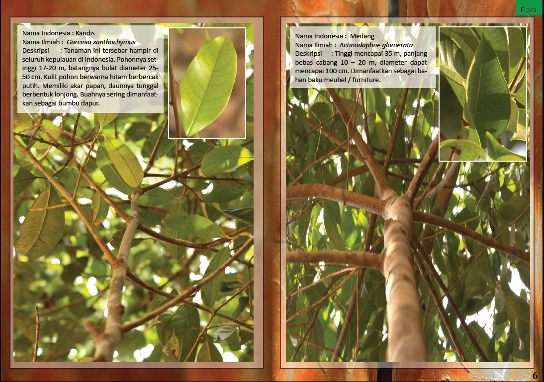 FLORA ~ Hutan Pelawan