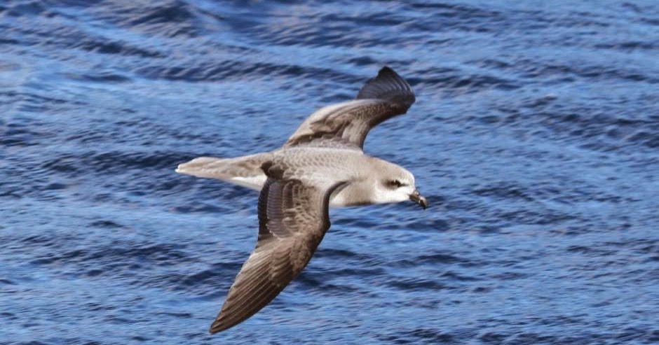 Argentina nativa: Petrel collar gris (Pterodroma mollis)