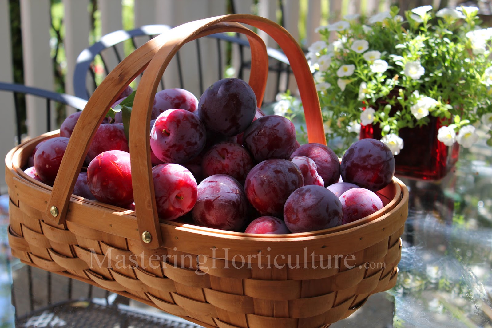 Mastering Horticulture: Plums for the Season