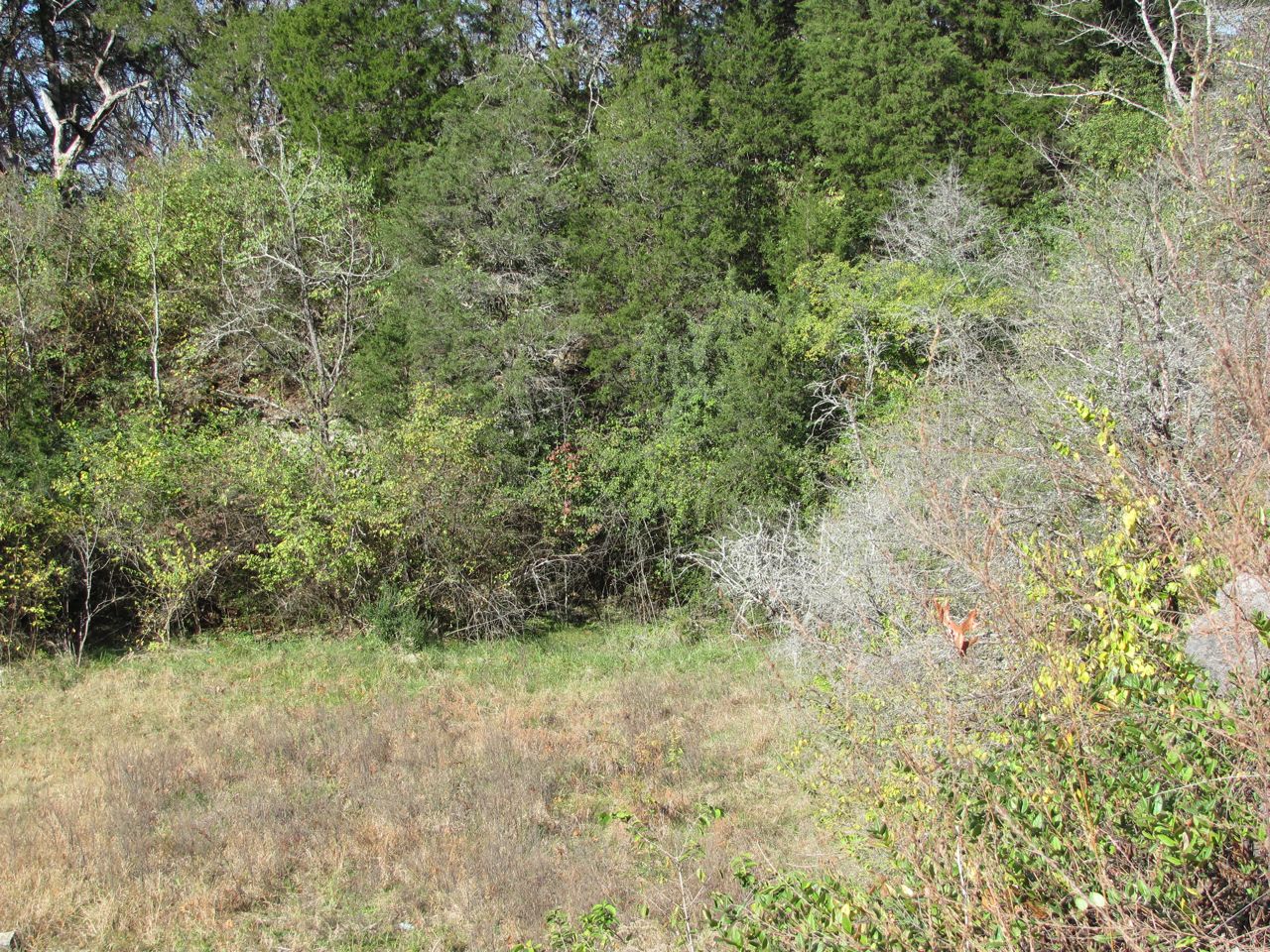 Blue Roads to Hiking Trails: Harpeth Woods Trail