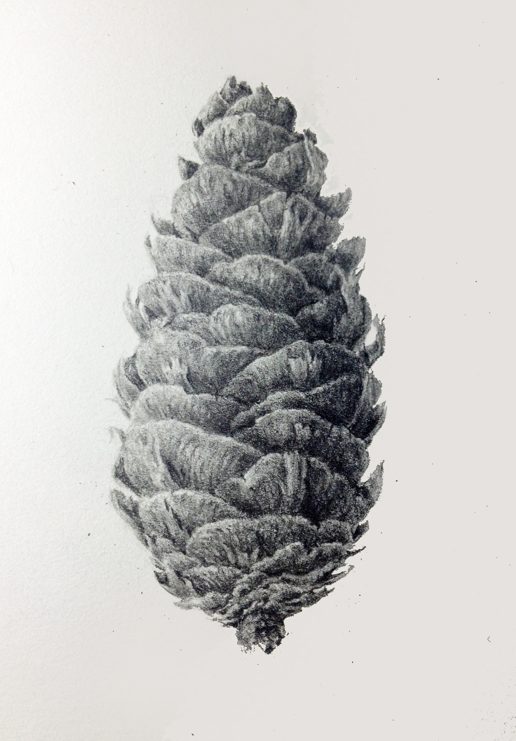 Dianne Sutherland: Day 5, 30 Day Challenge, Douglas Fir cone