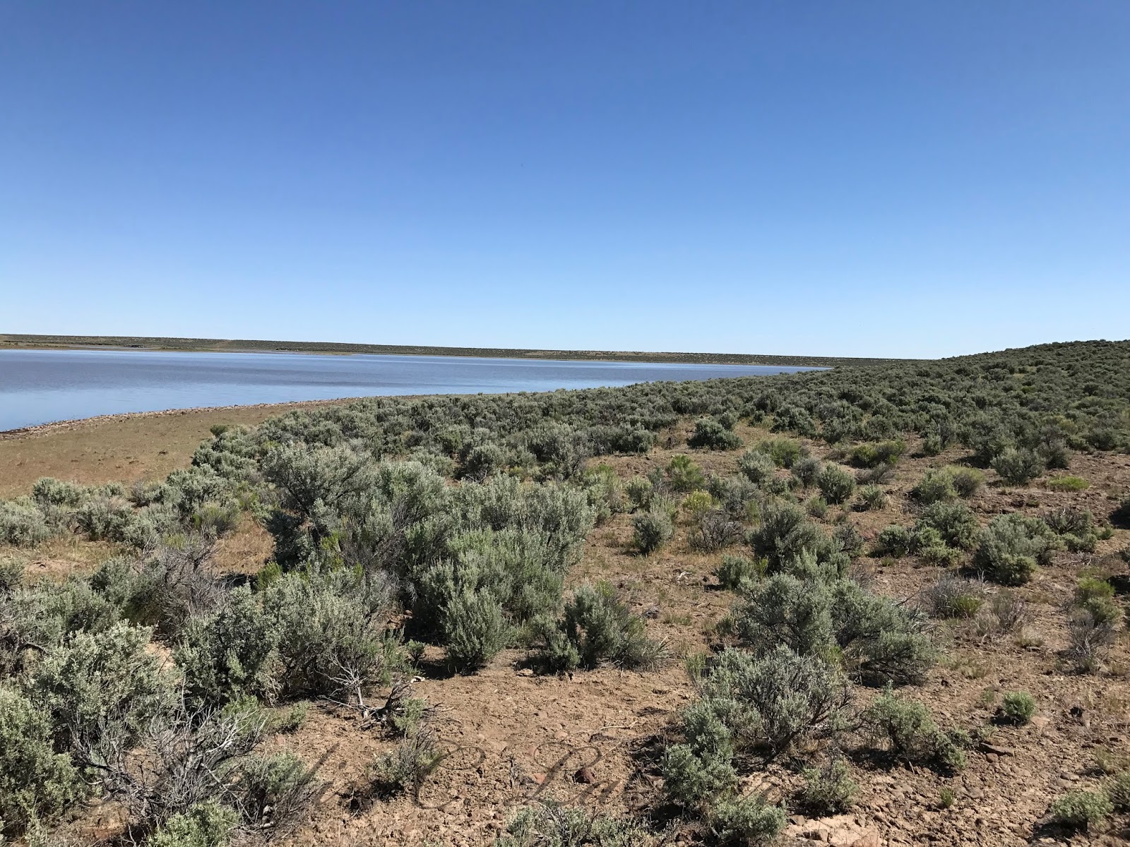Northwest Butterflies: Steens Mountain and Catlow Valley