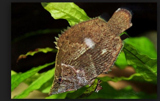 harga ikan daun baru - RoccotaroKane