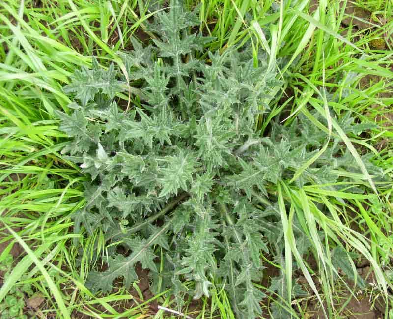 How to Kill Weeds: Guide to Controlling Weeds ~ WiklyHow - How to Kill ... How to Kill Weeds: Guide to Controlling Weeds ~ WiklyHow - How to Kill ...